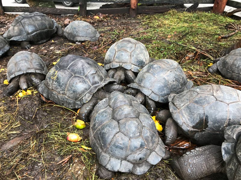 Many turtles stock photo. Image of animal, indian, shield - 88801174