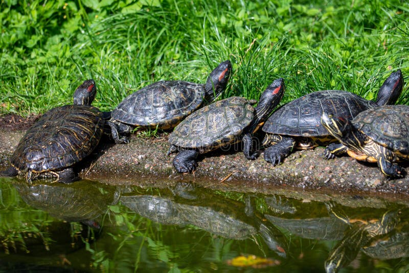 Many Turtles Sit on One Log Stock Photo - Image of tortoise, crocodile ...