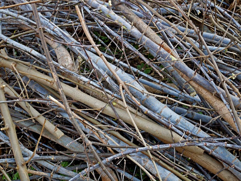 Many twigs as a background stock image. Image of natural - 161848605