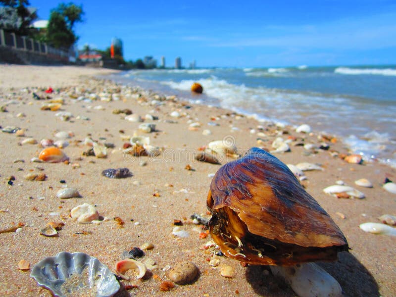 Many Type of Shells on the Beach in Thailand with Sea Wave. Stock Photo ...
