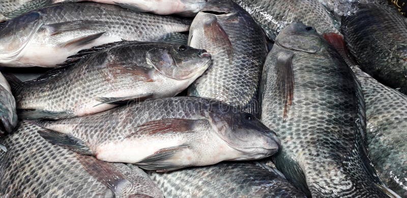 Many Types of Fish are Sold in Trays for Cooking Stock Image - Image of ...