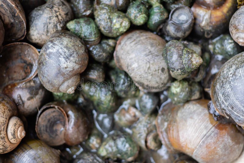 Many Types of Freshwater Shells Stock Photo - Image of ocean, fresh ...
