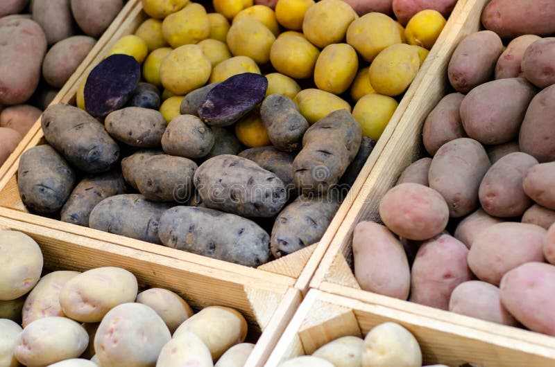 Many Types of Potatoes for Sale Stock Photo - Image of health ...