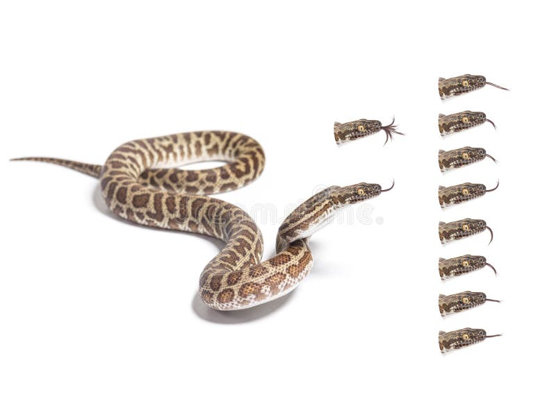 Many Variation of Children`s Python Tongue Out, Easy To Make a GIF ...