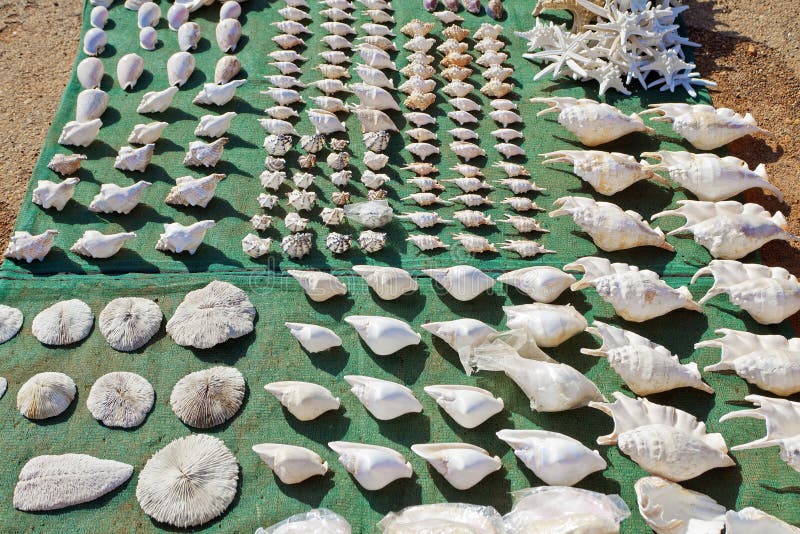 Many Varied Sea Shells for Sale Stock Photo - Image of coast, shell ...
