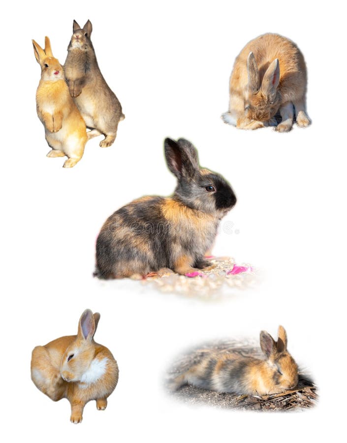 Many Variety Action of Adorable Bunny Rabbit Stock Image - Image of ...