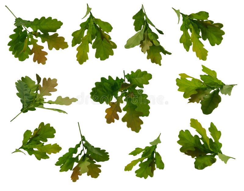 Many Various Oak Branches with Leaves at Various Angles on White ...