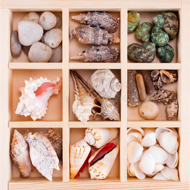Many Various Shells and Stones in the Wooden Box Stock Image - Image of ...