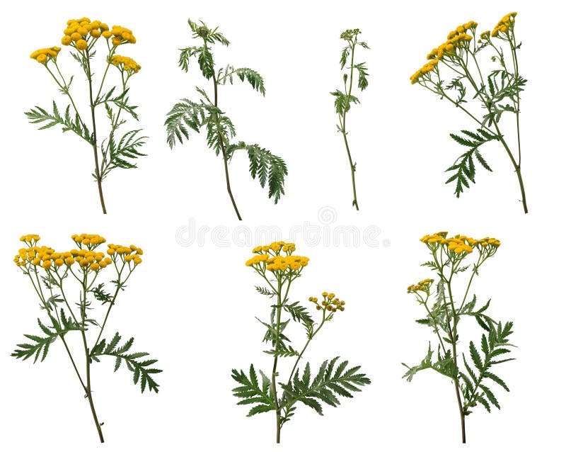 Many Various Stems of Tansy with Yellow Flowers on White Background ...