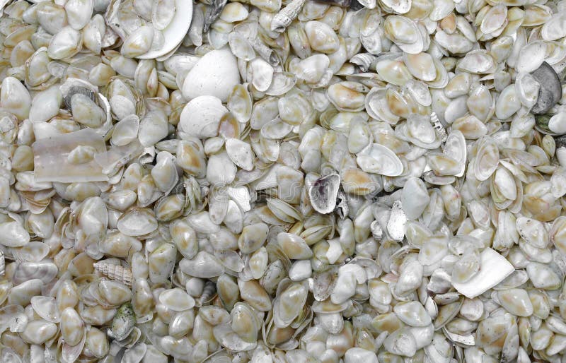 Many very small shells stock photo. Image of shell, marine - 164359546