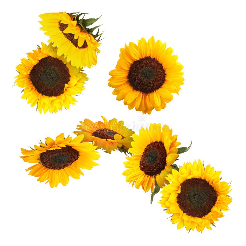Many Vibrant Sunflowers Falling on White Background Stock Image - Image ...