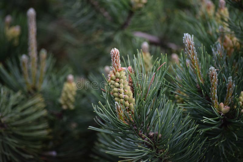 Many Vigorous Pine Blossoms in May Stock Photo - Image of species, tree ...