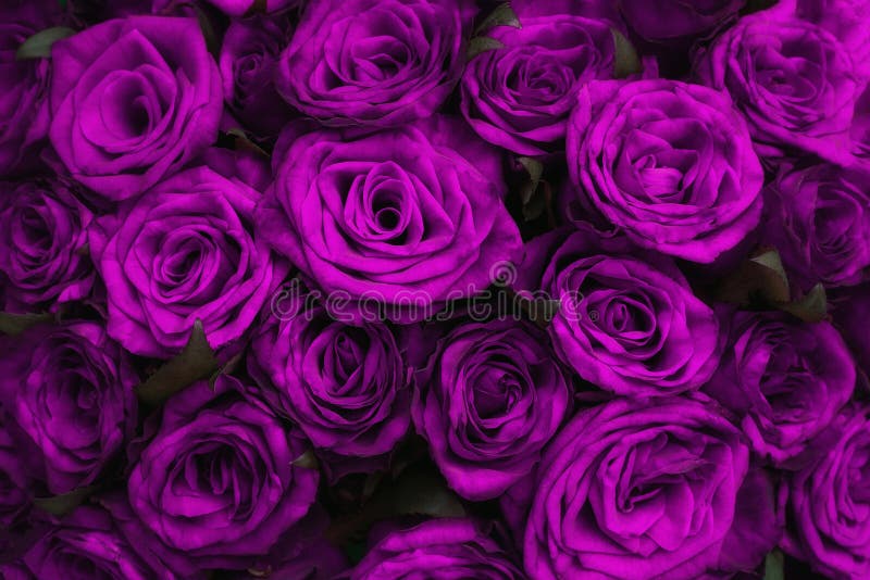Many Violet Roses. Top View Stock Image - Image of roses, bouquet ...