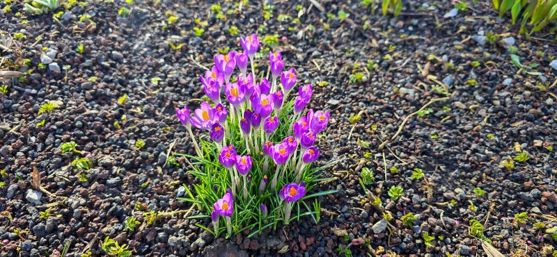 Many Violet Spring Flowers Saffron. Floral Background with Many ...