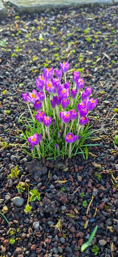 Many Violet Spring Flowers Saffron. Floral Background with Many ...