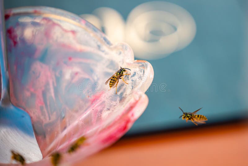Many Wasp Flying on an Empty Ice Cream Cup in the Summer Stock Image ...