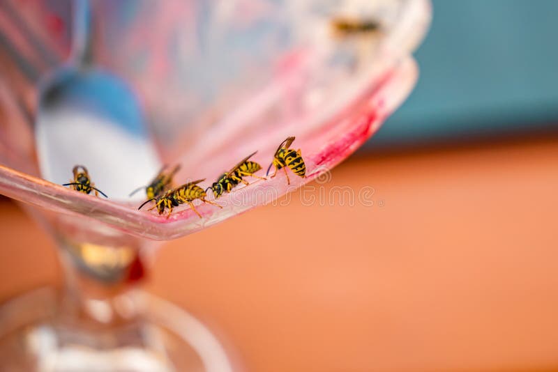 Wasp in Many Positions stock photo. Image of biting, makro - 5680960