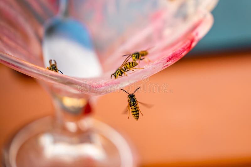 Many Wasp Flying on an Empty Ice Cream Cup in the Summer Stock Photo ...