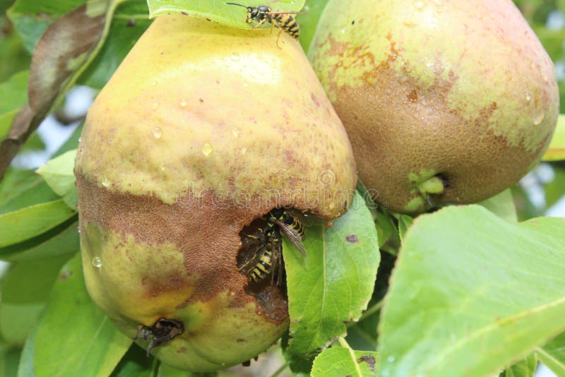 Many wasps on a pear stock image. Image of trees, insect - 193397503