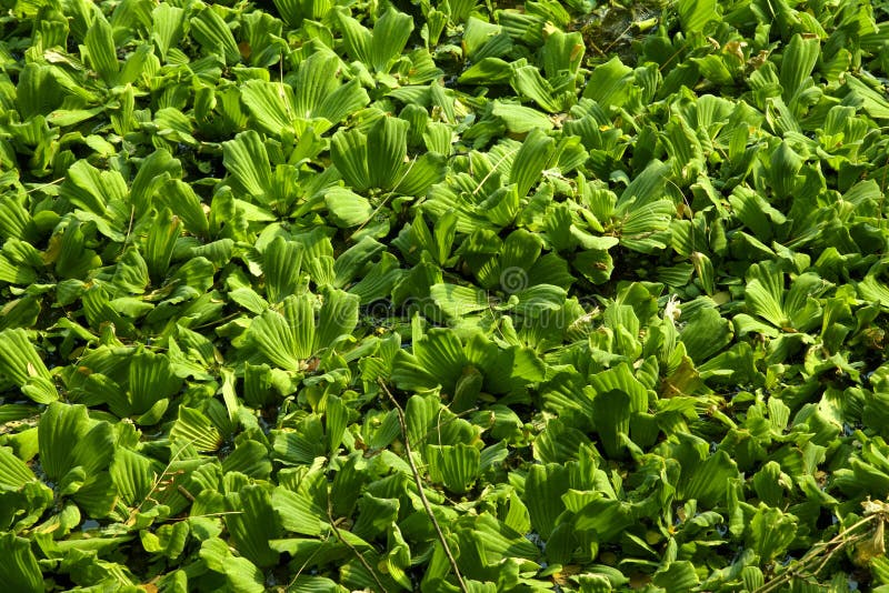 Many water plant stock image. Image of backyard, design - 40714881