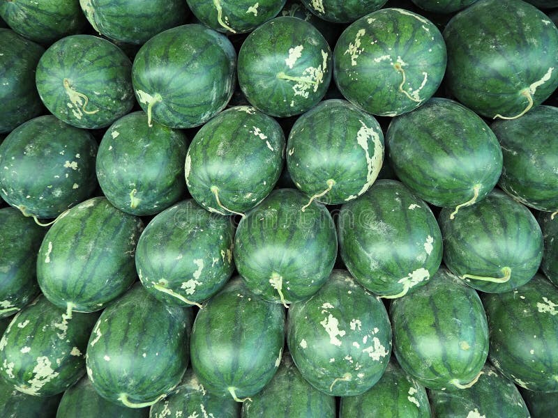 Watermelon stock photo. Image of natural, field, nature - 105039304