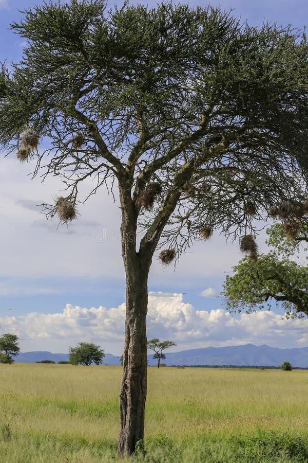Mutiple Weaver Bird Nests Hanging in a Tree Stock Image - Image of ...