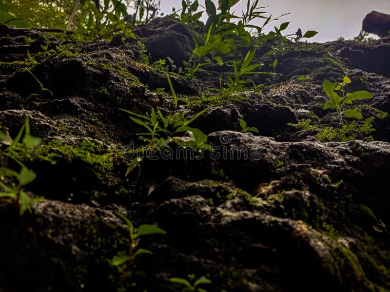 Many Weeds Live on the Rocks Stock Image - Image of soil, jungle: 267538233