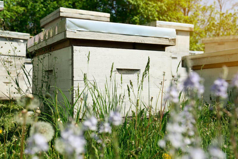 Many White Bee Hives at Apiary on Spring Day Stock Photo - Image of ...