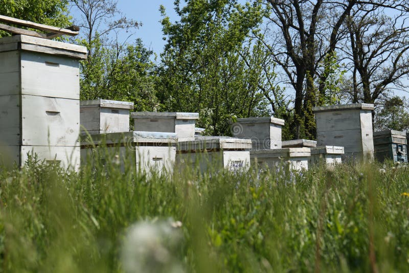 Many White Bee Hives at Apiary on Spring Day Stock Photo - Image of ...
