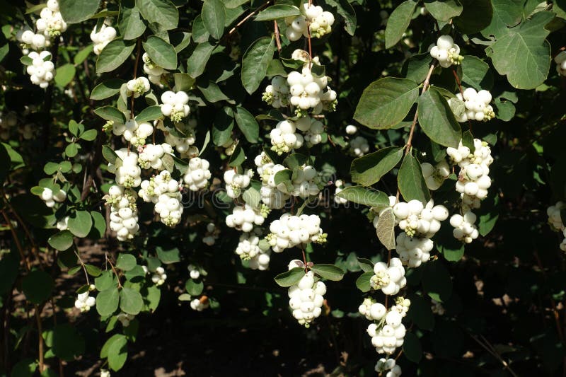 Many White Berries of Symphoricarpos Albus in September Stock Image ...