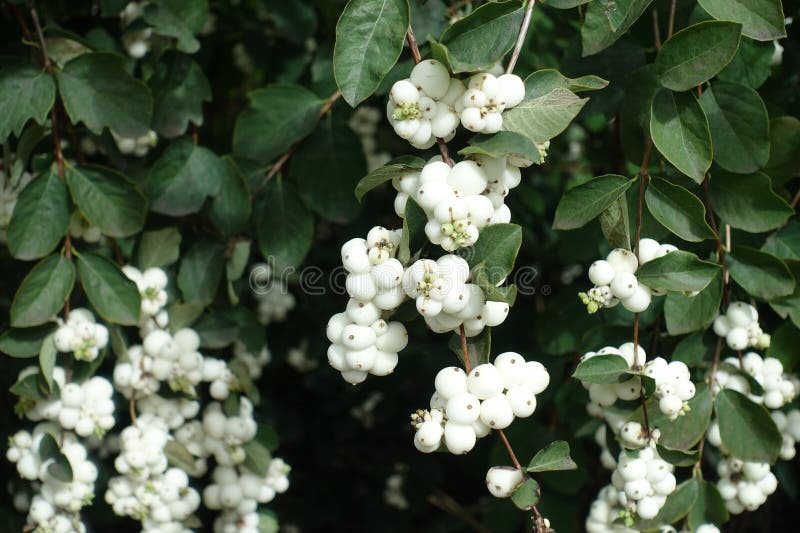 Many White Berries of Symphoricarpos Albus Stock Image - Image of ...