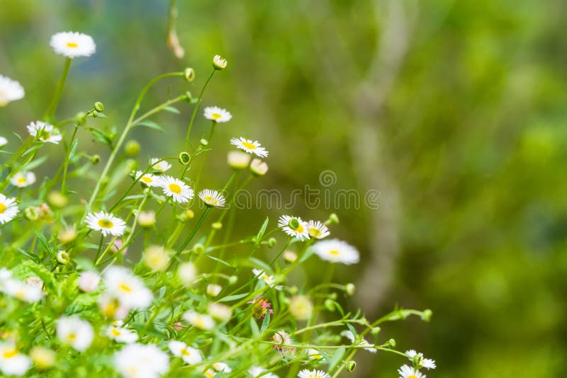 Many White Daisies in Top View of Meadow Stock Photo - Image of copy ...