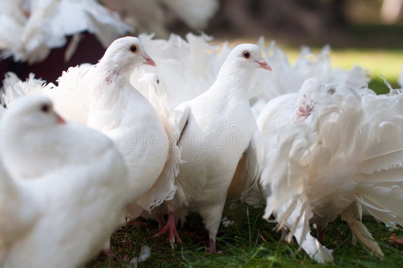 Many white doves stock image. Image of husband, care - 51492951