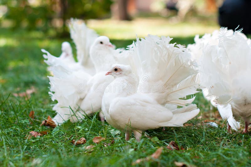 Many white doves stock image. Image of bridal, marry - 51493293