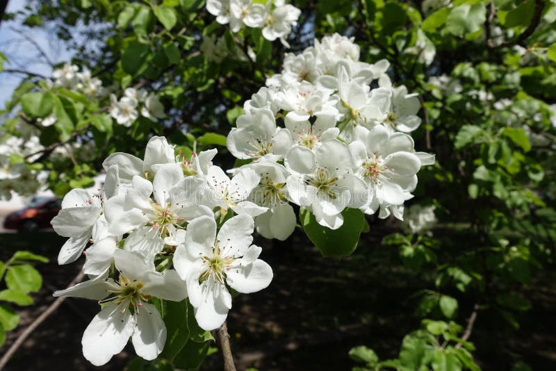 Many White Flowers of Pear in April Stock Image - Image of orchard ...