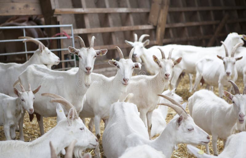 Many white goat stock image. Image of livestock, female - 62041051