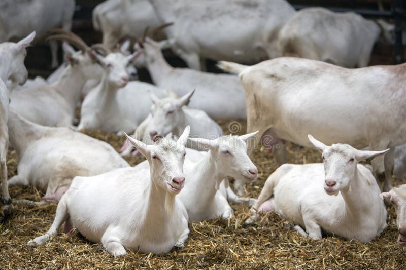 Many White Goats in Barn of Dutch Farm Stock Photo - Image of rural ...