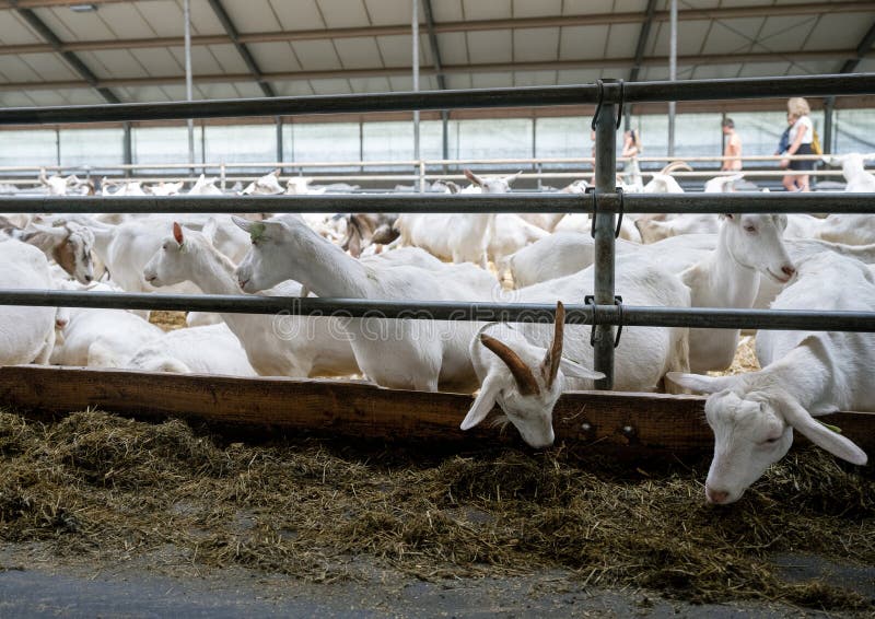Many White Goats in Barn of Dutch Farm Stock Photo - Image of animal ...