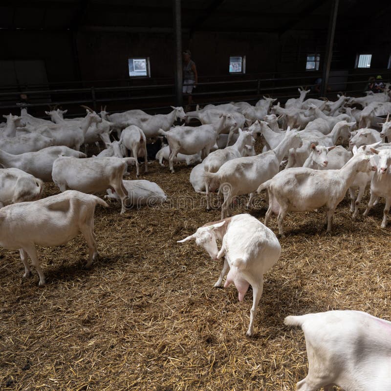 Many White Goats in Barn of Dutch Farm Stock Photo - Image of group ...