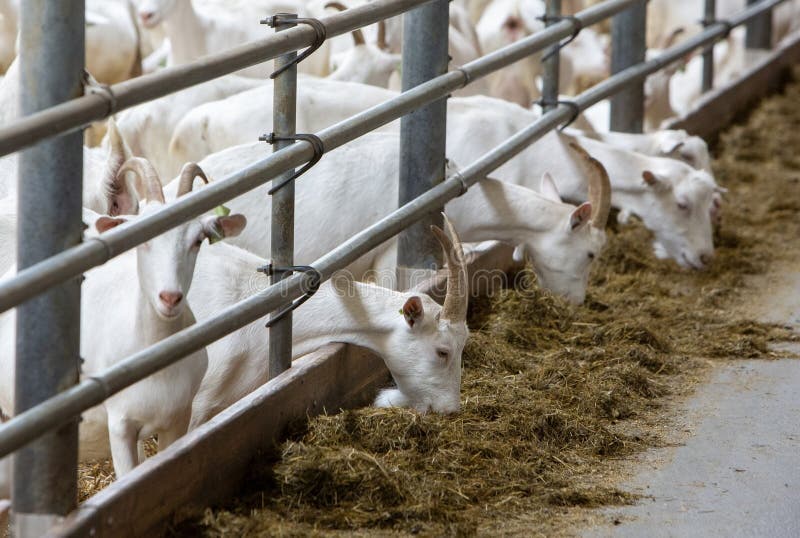 Many White Goats in Barn of Dutch Farm Stock Photo - Image of goat ...