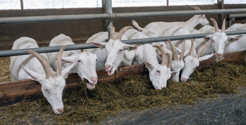 Many White Goats in Barn of Dutch Farm Stock Image - Image of white ...