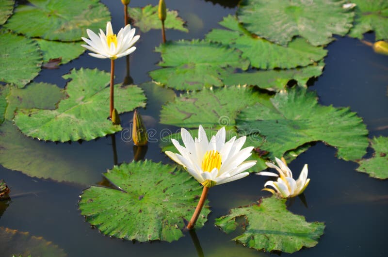 Many white lotus stock photo. Image of green, lotus, natural - 87255724