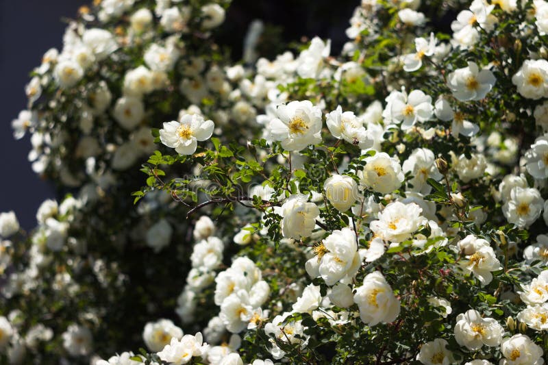 Many White Roses, Background. White and Delicate Flowers Bloom ...