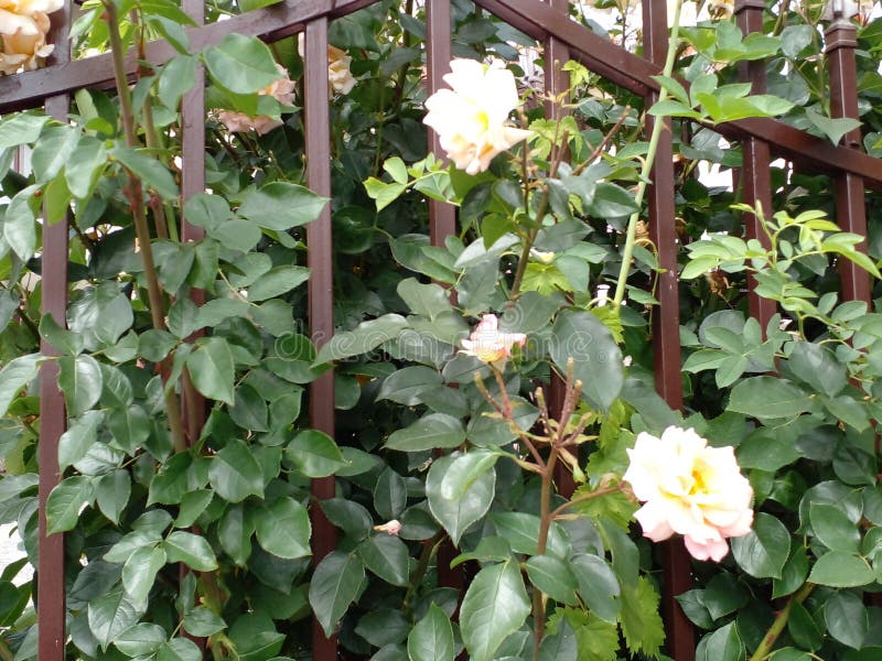 Many White Rosesin Stock Photos - Free & Royalty-Free Stock Photos from ...