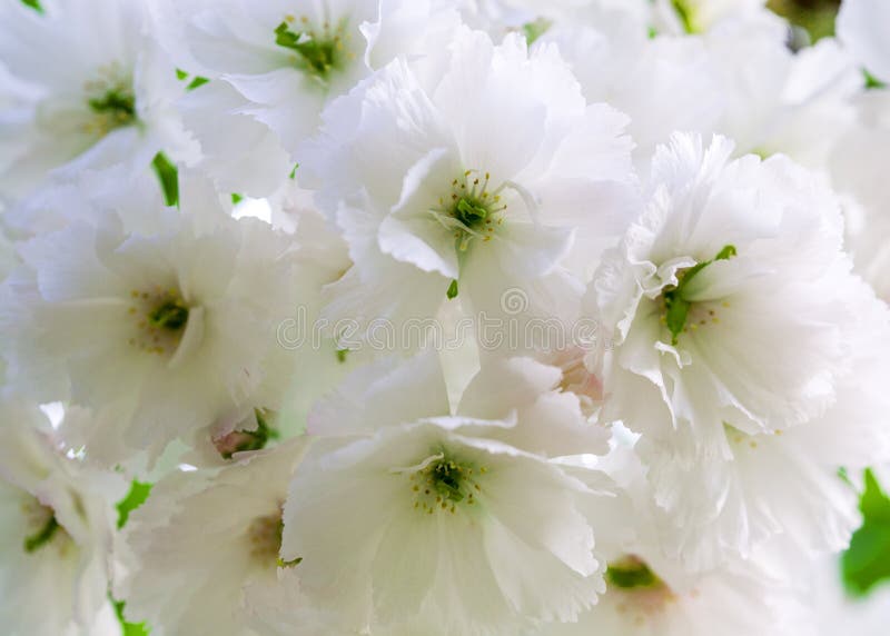 Many White Sakura Flowers To the Skylight Stock Image - Image of nature ...