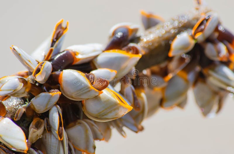 Many White Shells on Bamboo and Sea Stock Image - Image of mussel ...