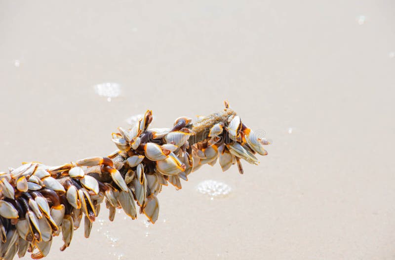 Many White Shells on Bamboo and Sea Stock Photo - Image of closeup ...