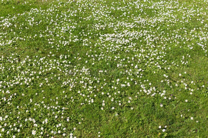 Many White Small Flowers in Top View of Meadow Stock Photo - Image of ...