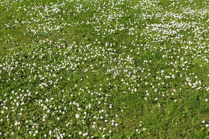 Many White Small Flowers in Top View of Meadow Stock Photo - Image of ...