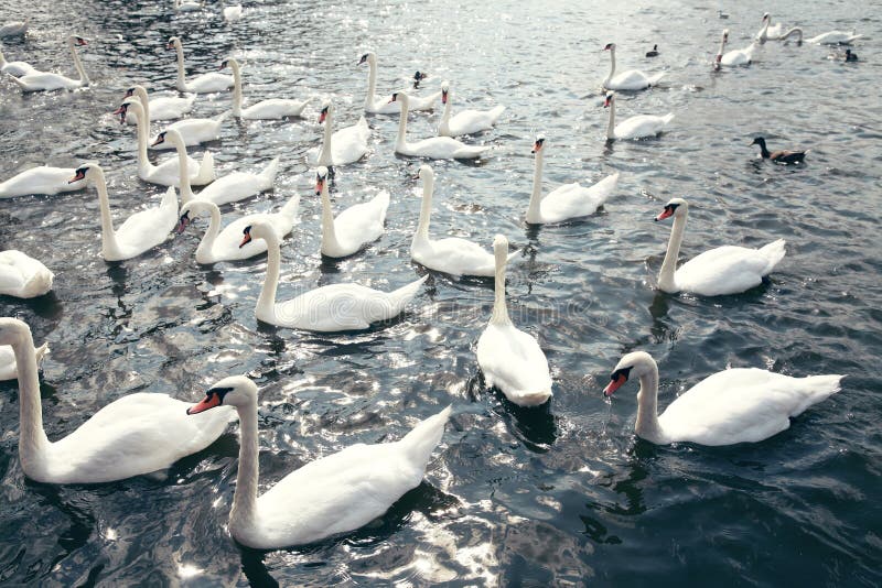 Many White Swans Swim in Water Stock Photo - Image of graceful ...